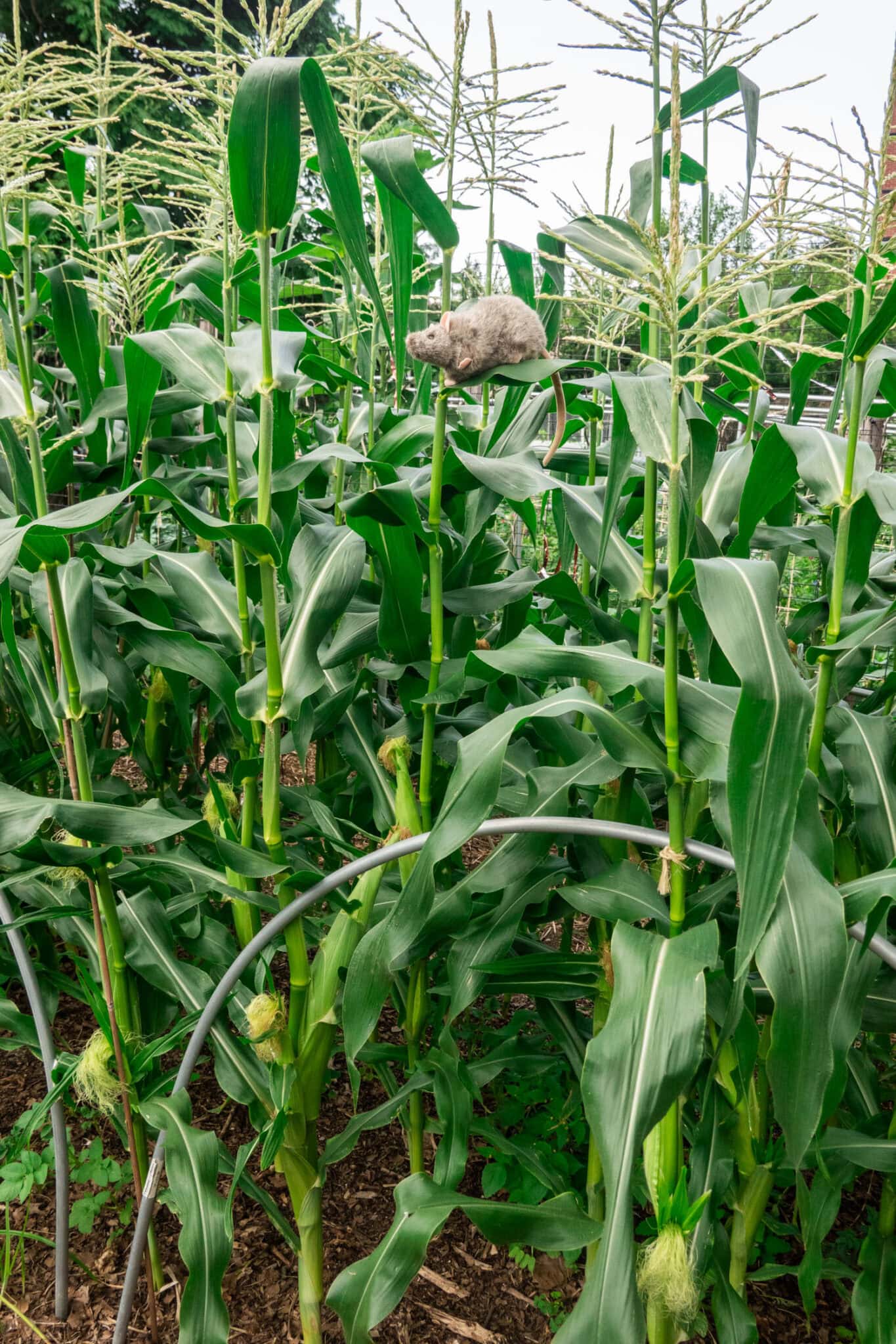 How to Protect Corn From Rats - Brooklyn Farm Girl