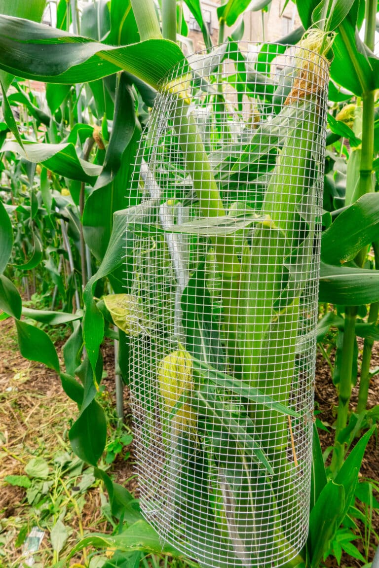 How to Protect Corn From Rats - Brooklyn Farm Girl