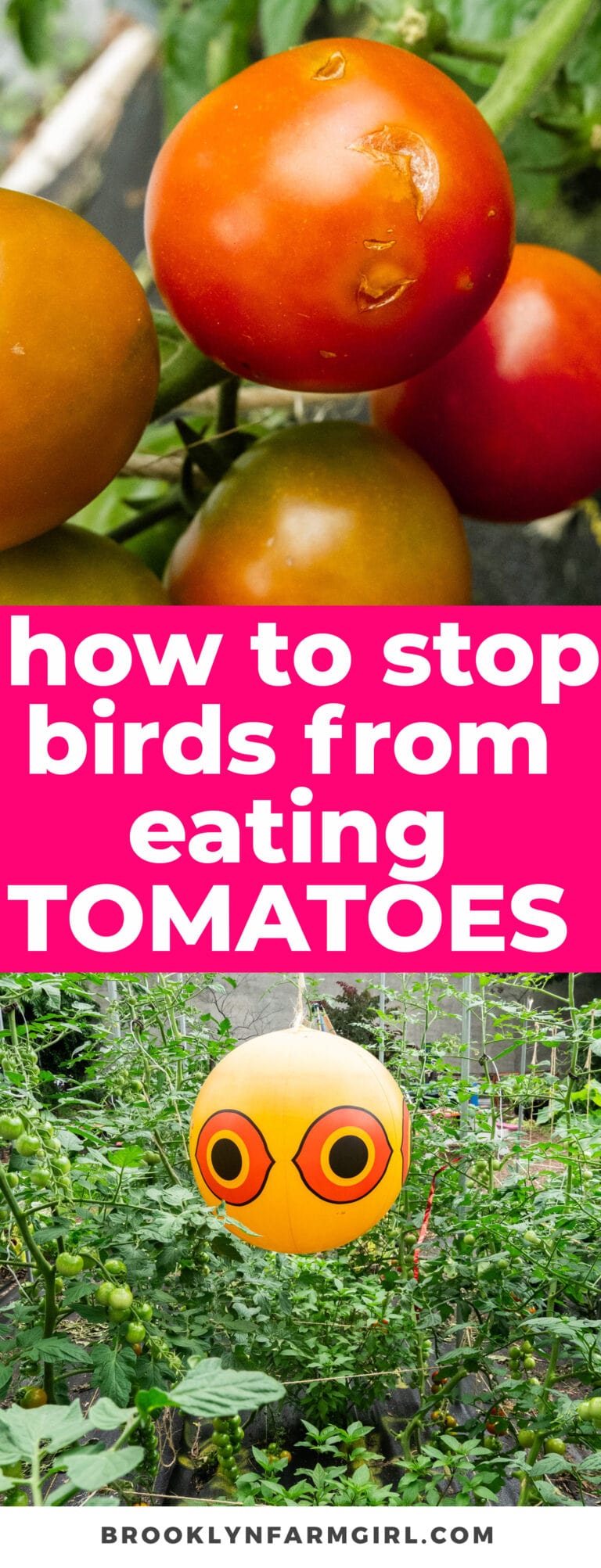 How to Stop Birds From Eating Tomatoes - Brooklyn Farm Girl