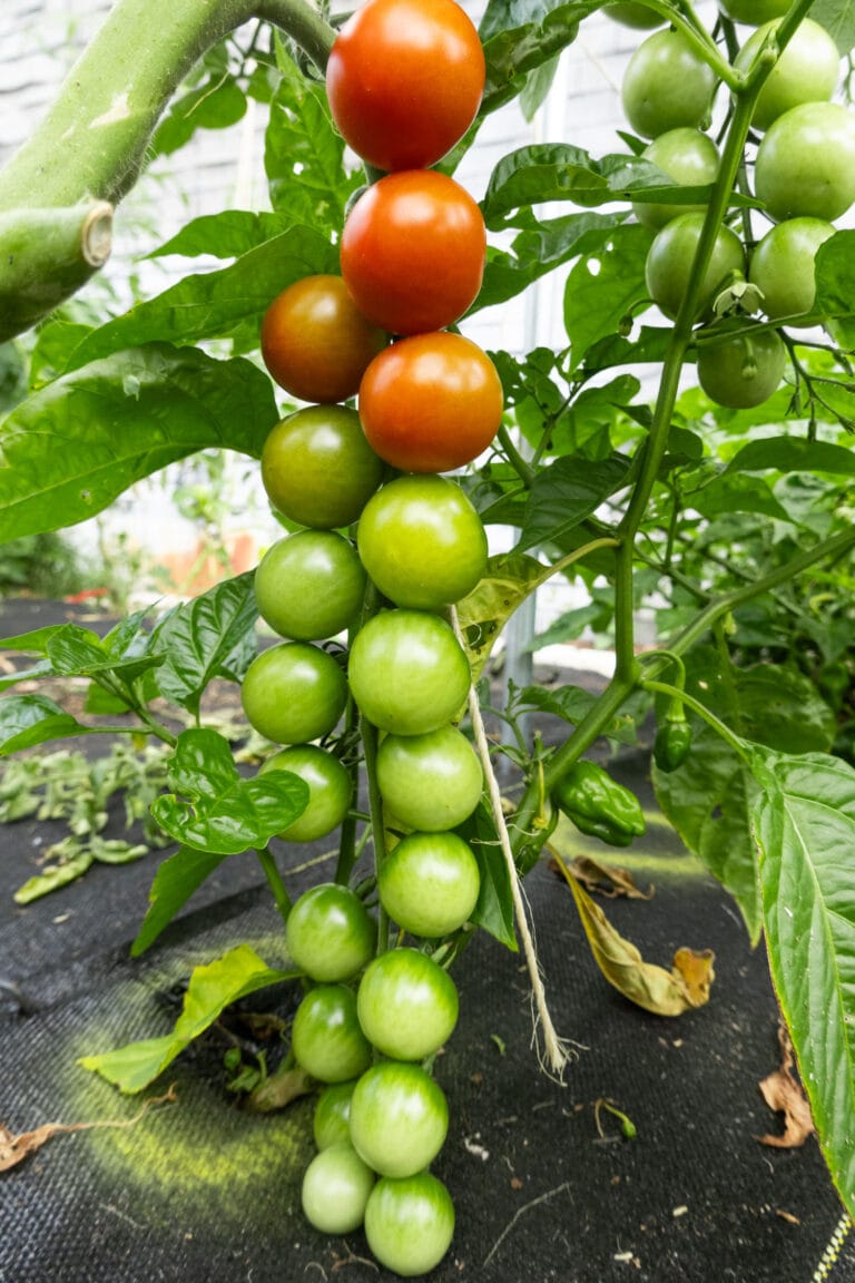How to Stop Birds From Eating Tomatoes - Brooklyn Farm Girl