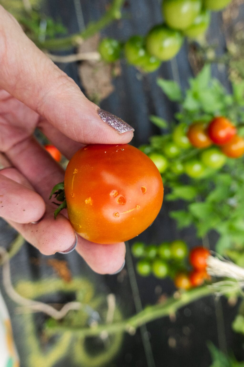 How to Stop Birds From Eating Tomatoes - Brooklyn Farm Girl