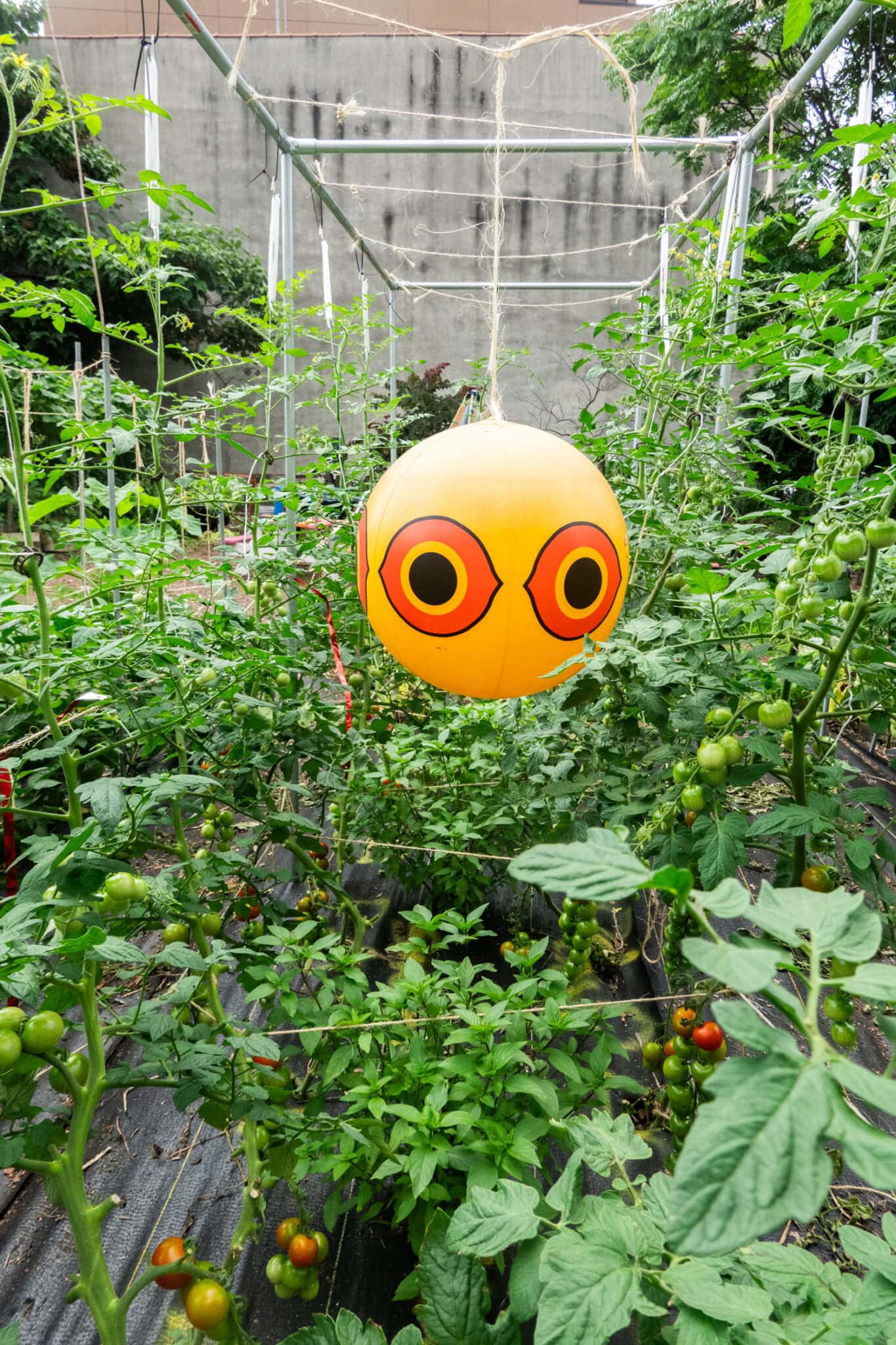 How to Stop Birds From Eating Tomatoes - Brooklyn Farm Girl