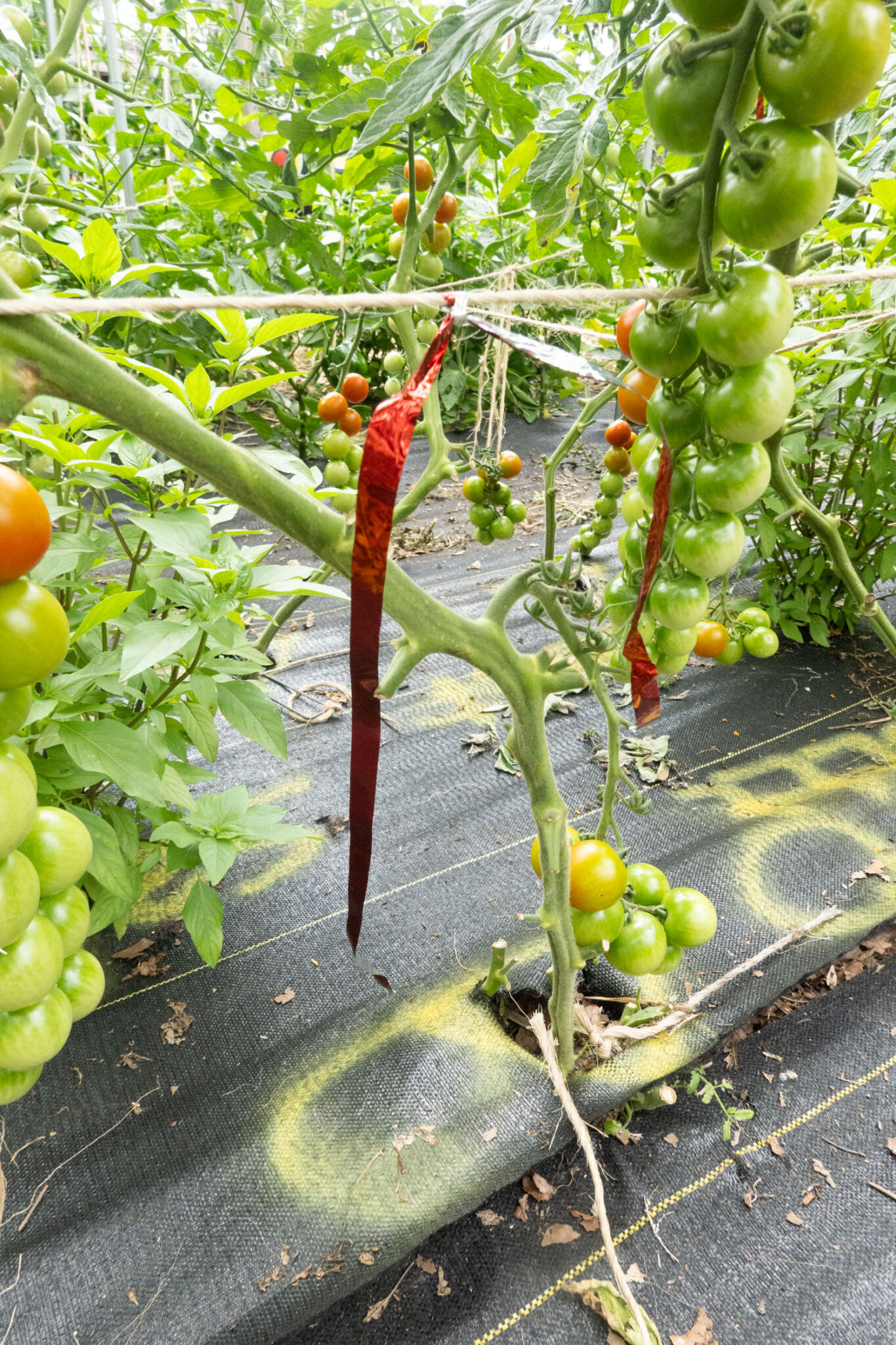 How to Stop Birds From Eating Tomatoes - Brooklyn Farm Girl