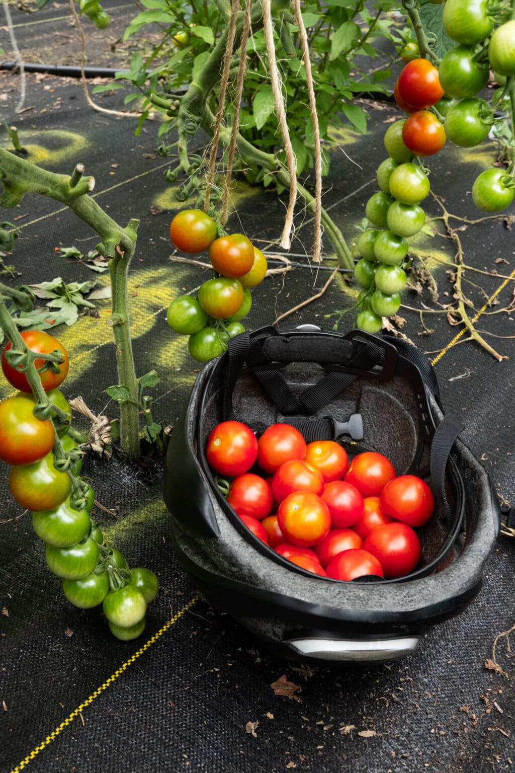 How to Stop Birds From Eating Tomatoes - Brooklyn Farm Girl