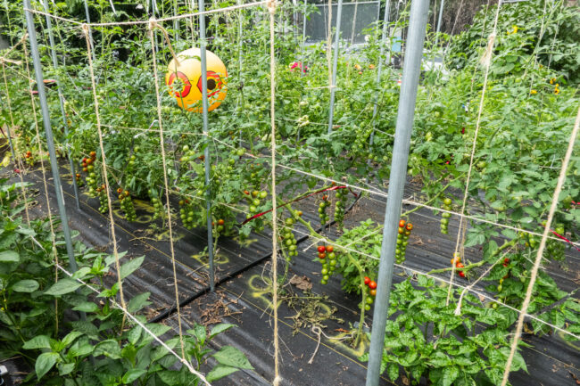 How to Stop Birds From Eating Tomatoes - Brooklyn Farm Girl