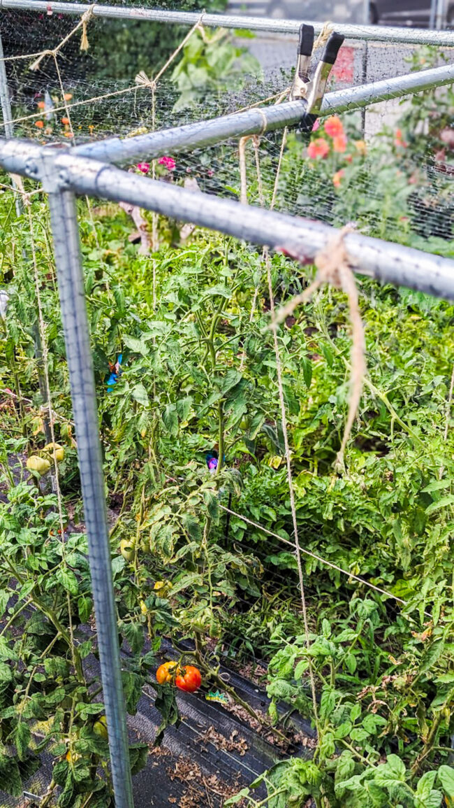 How to Stop Birds From Eating Tomatoes - Brooklyn Farm Girl