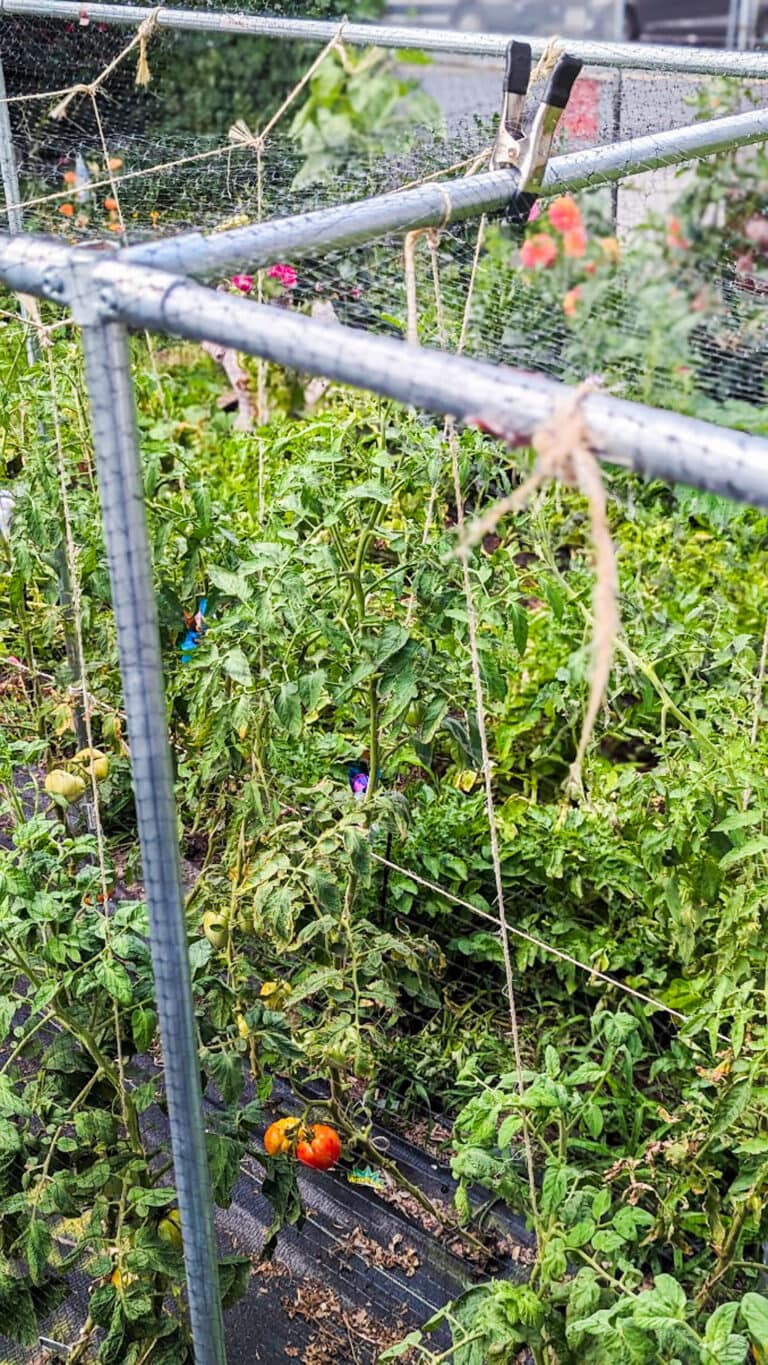 How to Stop Birds From Eating Tomatoes - Brooklyn Farm Girl