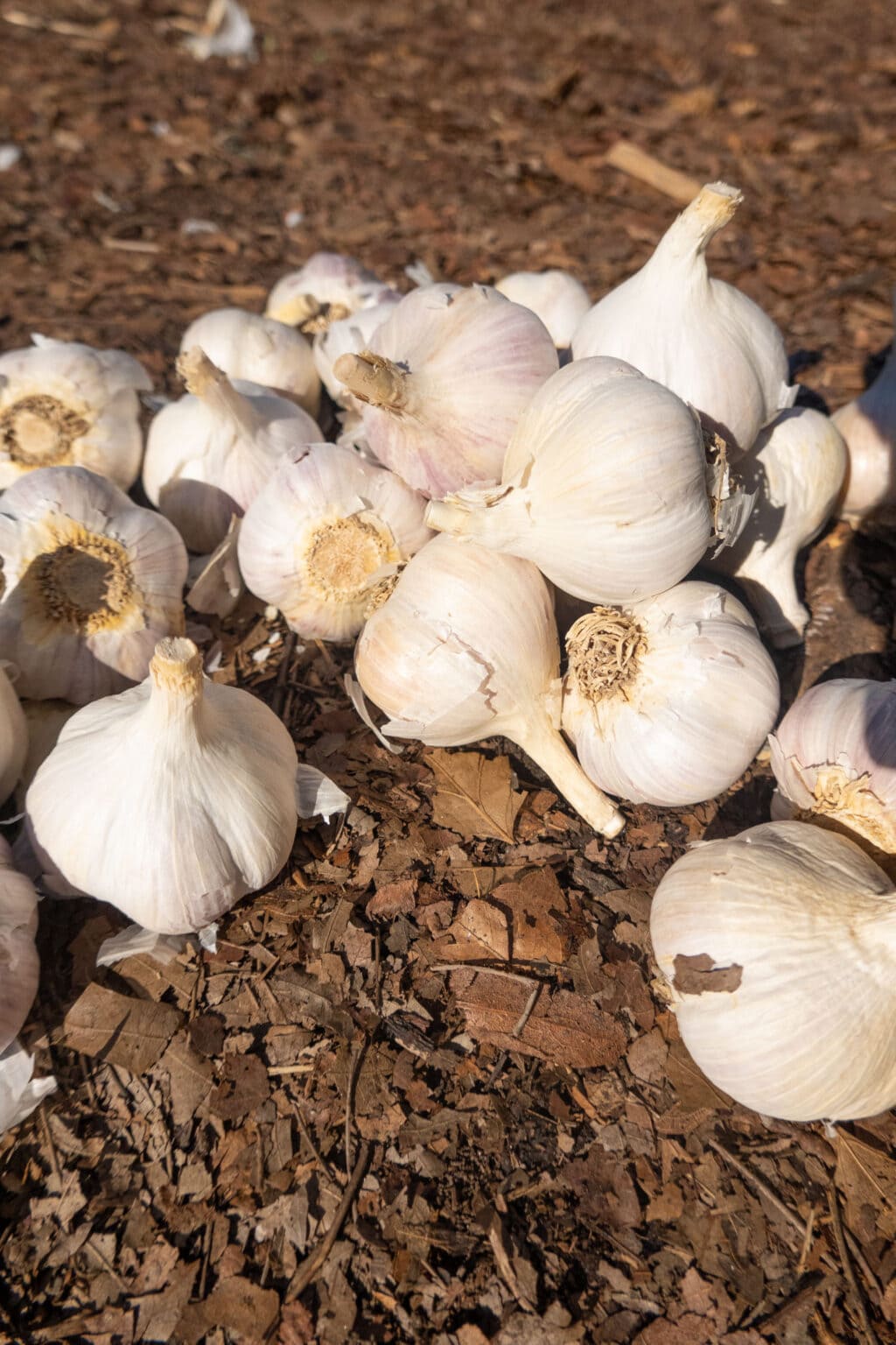 How to Plant, Grow and Harvest Garlic (grow GIANT garlic!) - Brooklyn ...