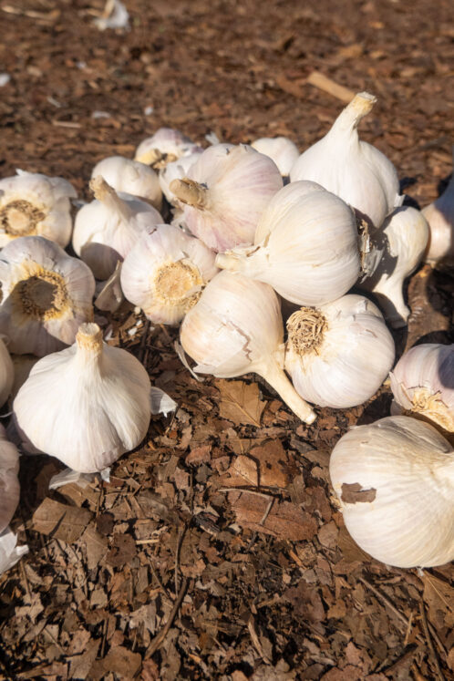 How to Plant, Grow and Harvest Garlic (grow GIANT garlic!) - Brooklyn ...
