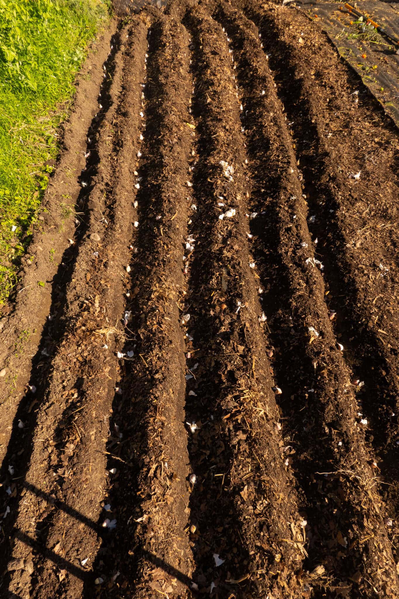 How to Plant, Grow and Harvest Garlic (grow GIANT garlic!) - Brooklyn ...