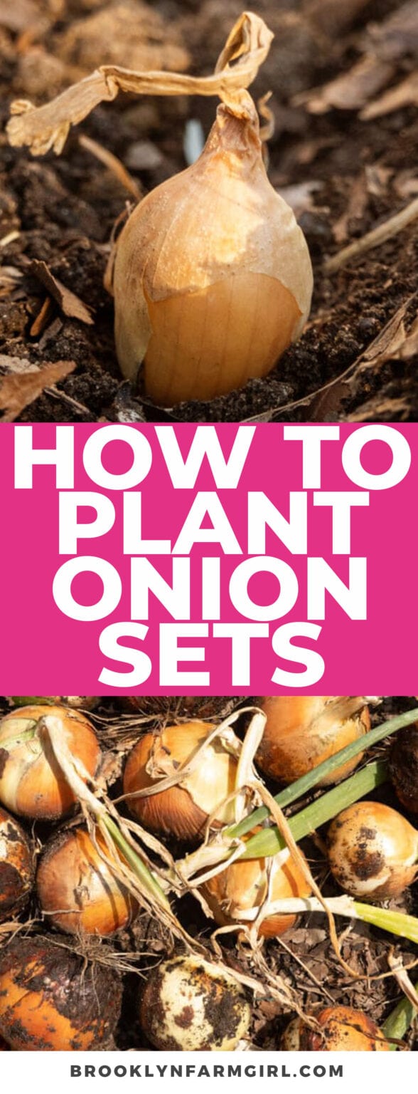 How to Plant Onion Sets (to grow BIG onions!) - Brooklyn Farm Girl
