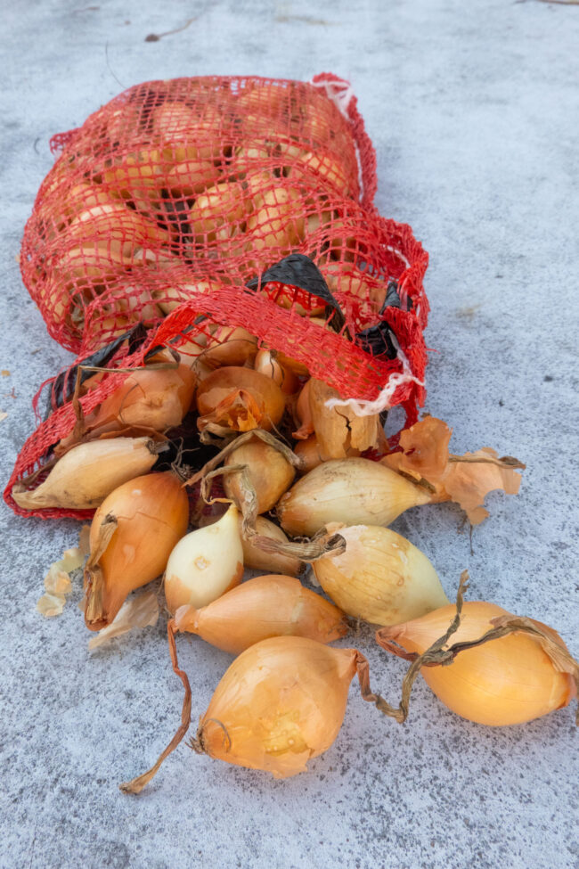 How to Plant Onion Sets (to grow BIG onions!) - Brooklyn Farm Girl