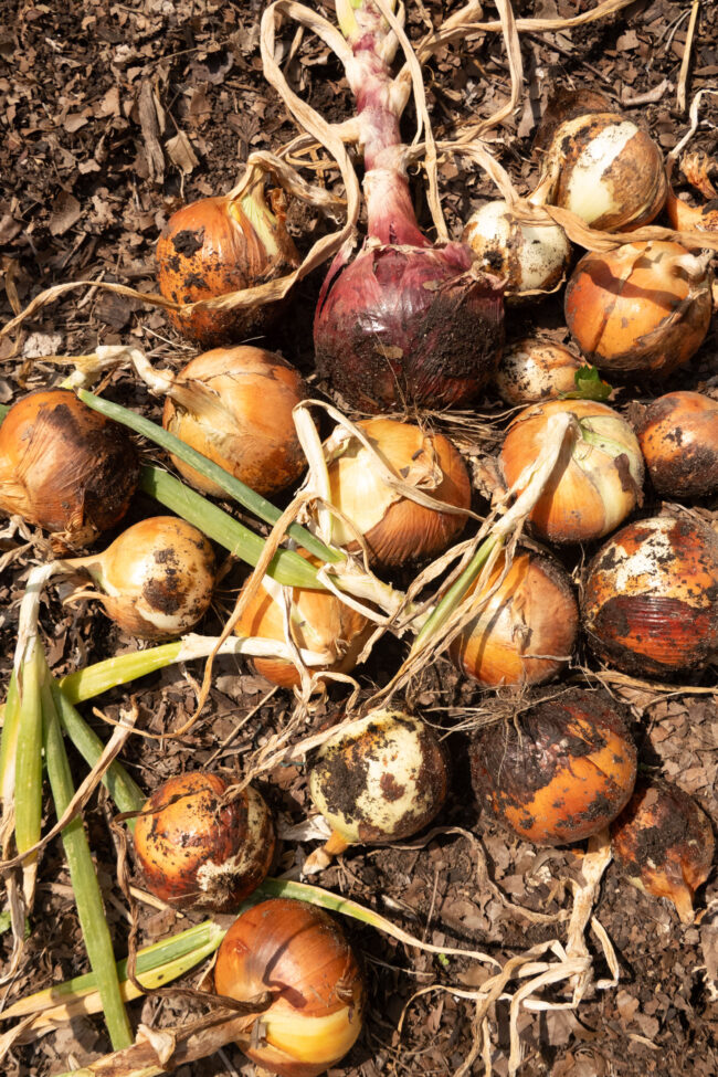 How to Plant Onion Sets (to grow BIG onions!) - Brooklyn Farm Girl