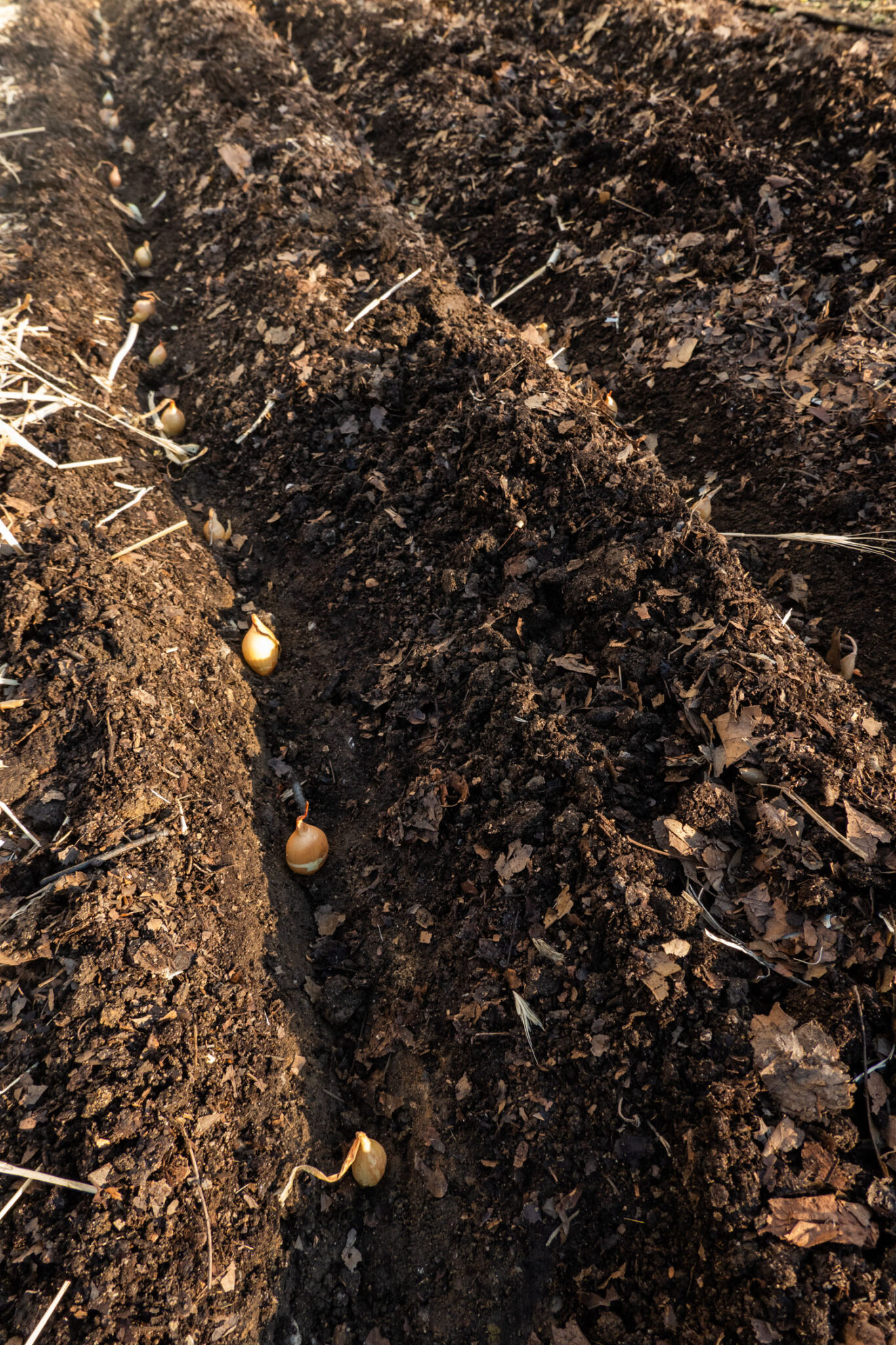 How to Plant Onion Sets (to grow BIG onions!) - Brooklyn Farm Girl