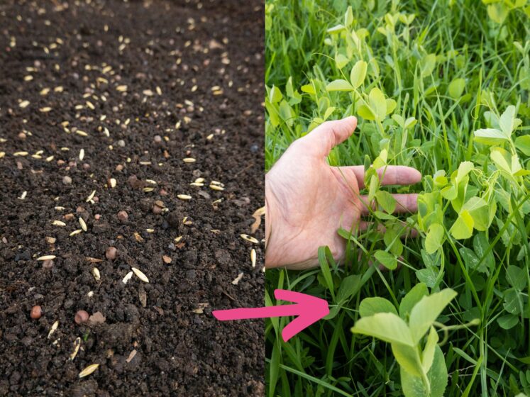 Why You Should Plant Cover Crops (best winter garden tip) - Brooklyn ...
