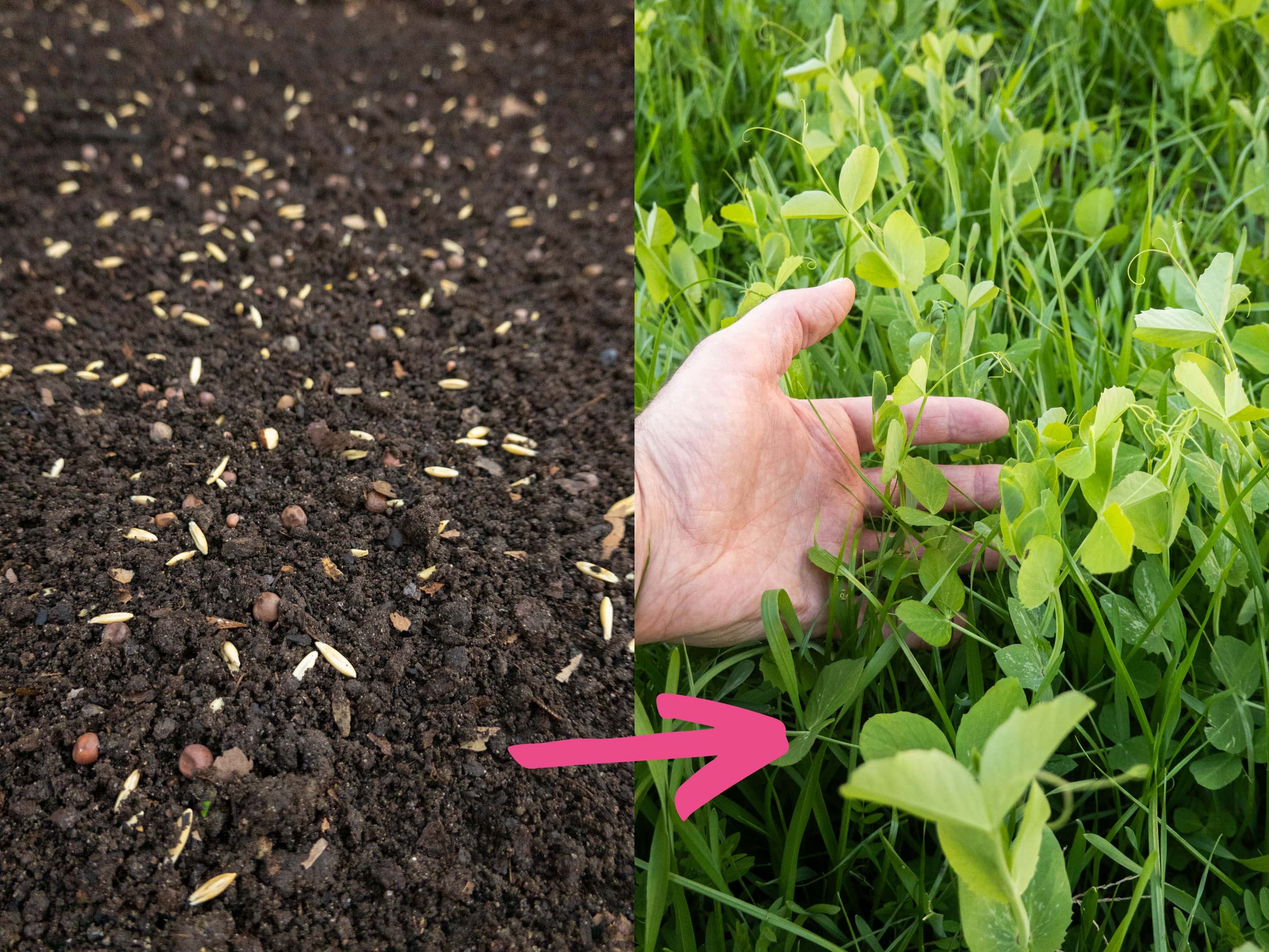 Why You Should Plant Cover Crops (best winter garden tip) - Brooklyn ...