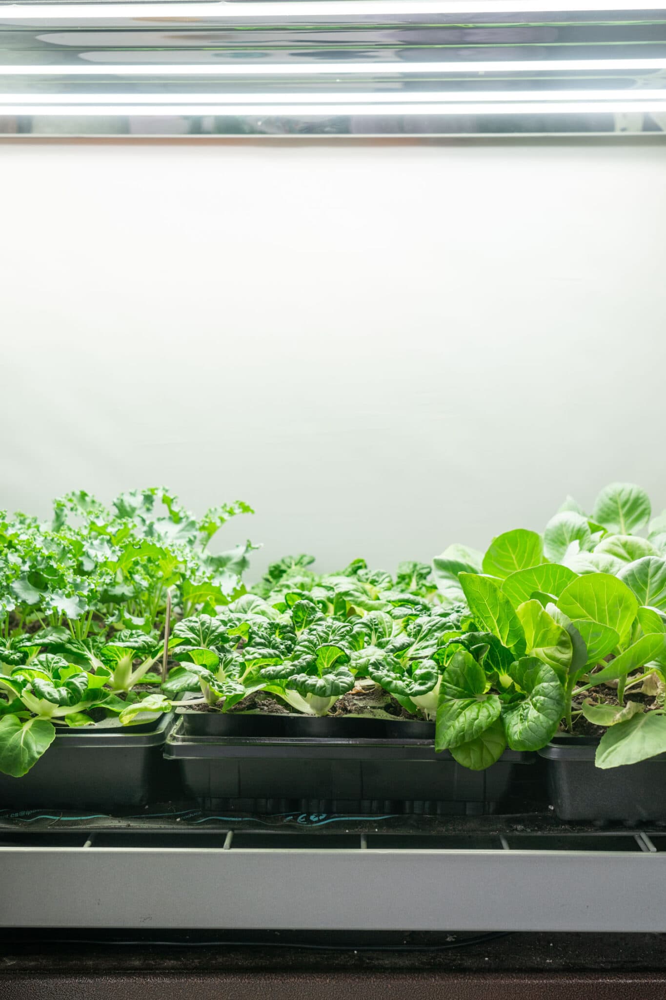 How to Grow Bok Choy Indoors - Brooklyn Farm Girl