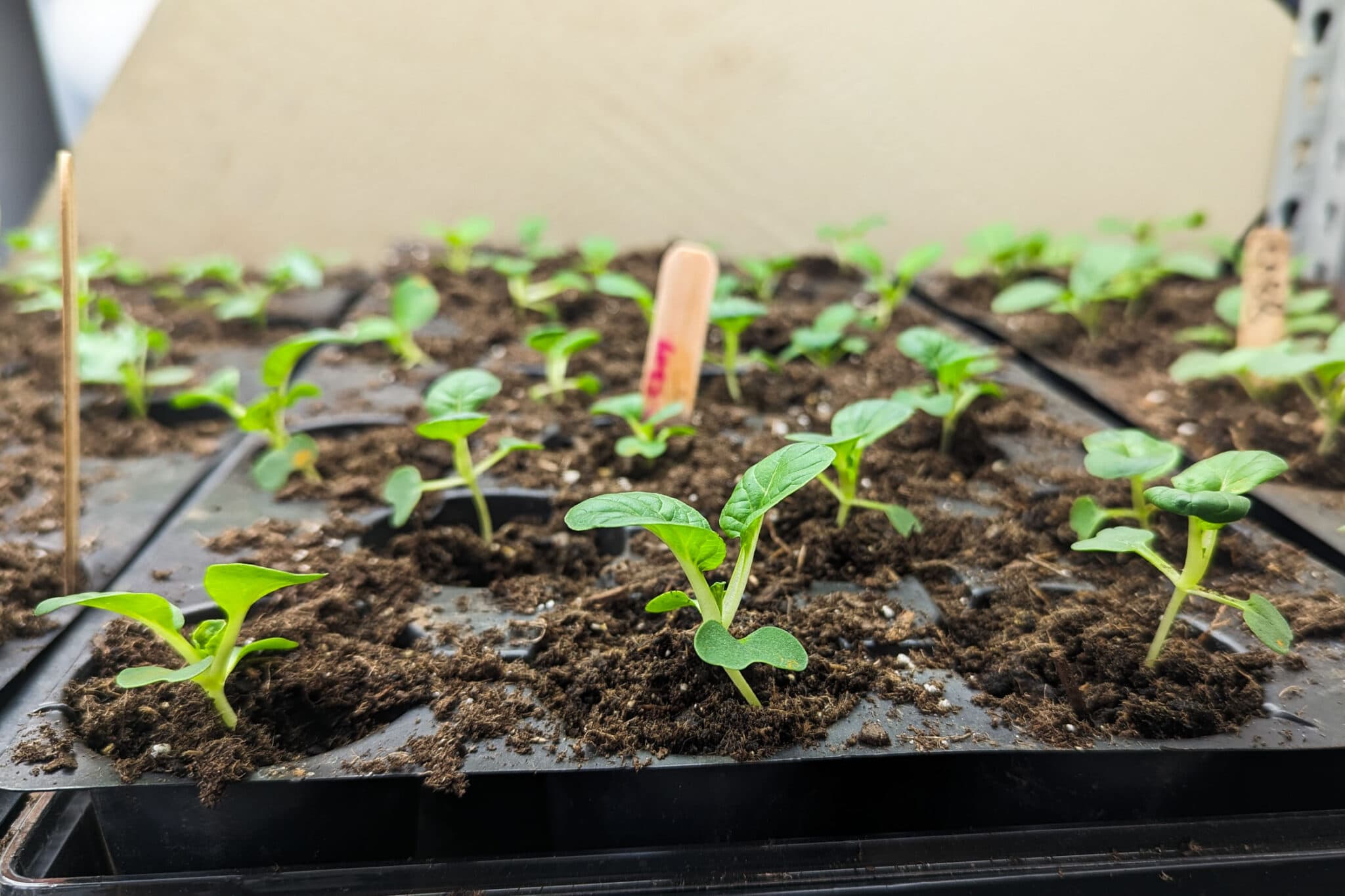 How to Grow Bok Choy Indoors - Brooklyn Farm Girl