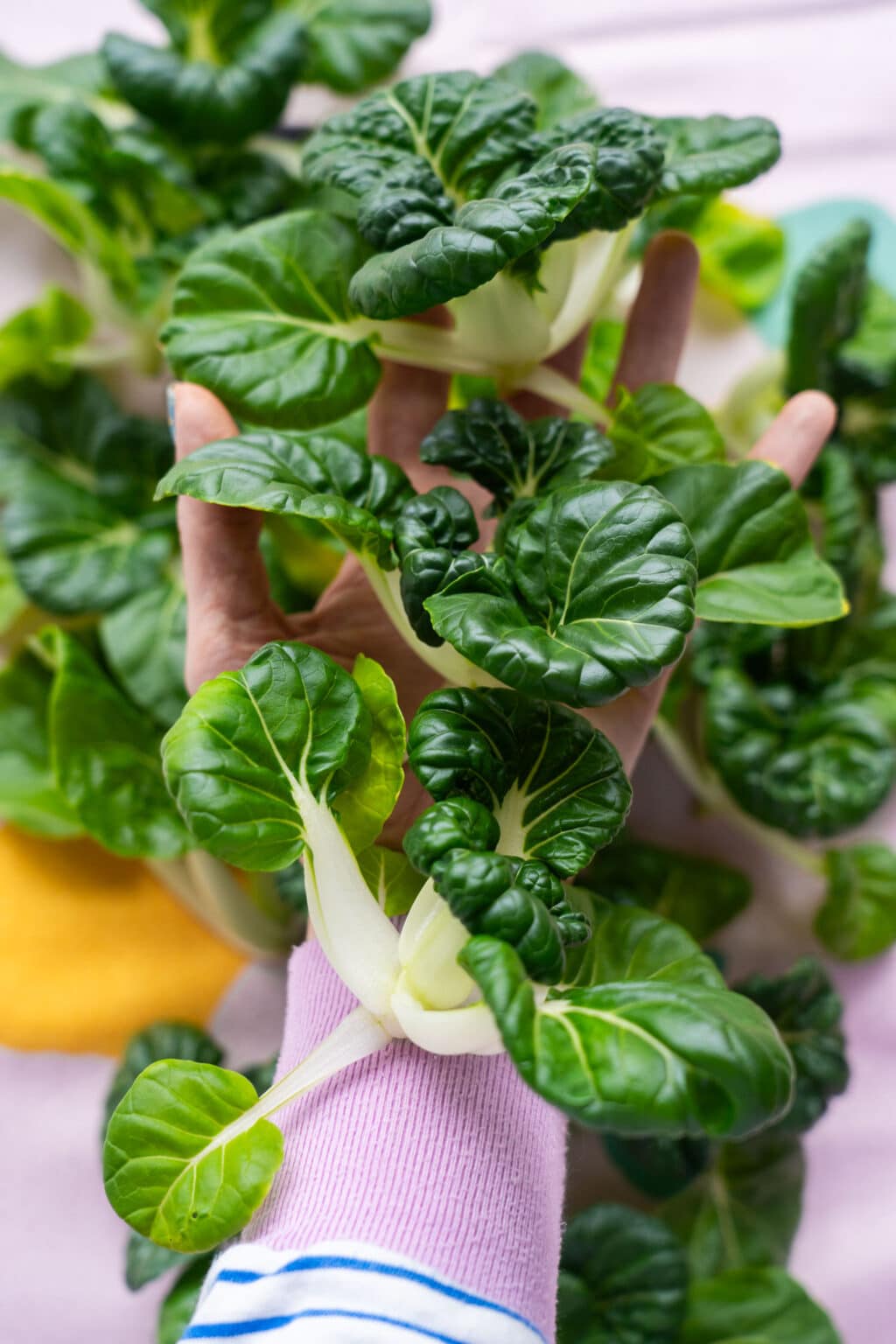 How to Grow Bok Choy Indoors - Brooklyn Farm Girl