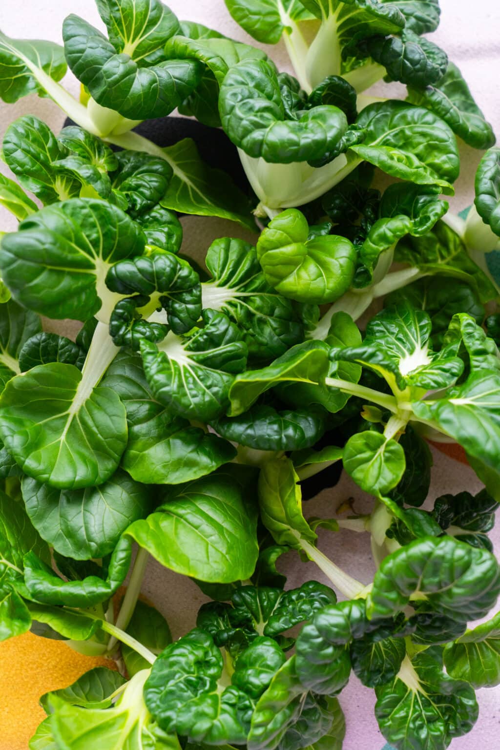 How to Grow Bok Choy Indoors - Brooklyn Farm Girl