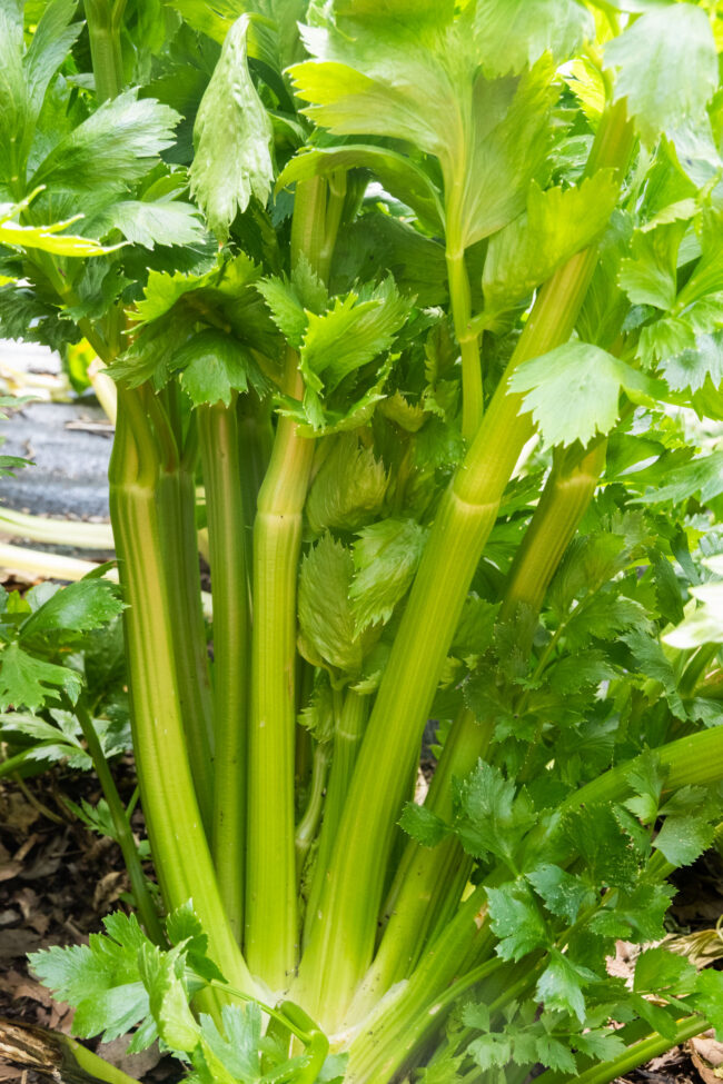 Everything You Need to Know About Growing Celery - Brooklyn Farm Girl