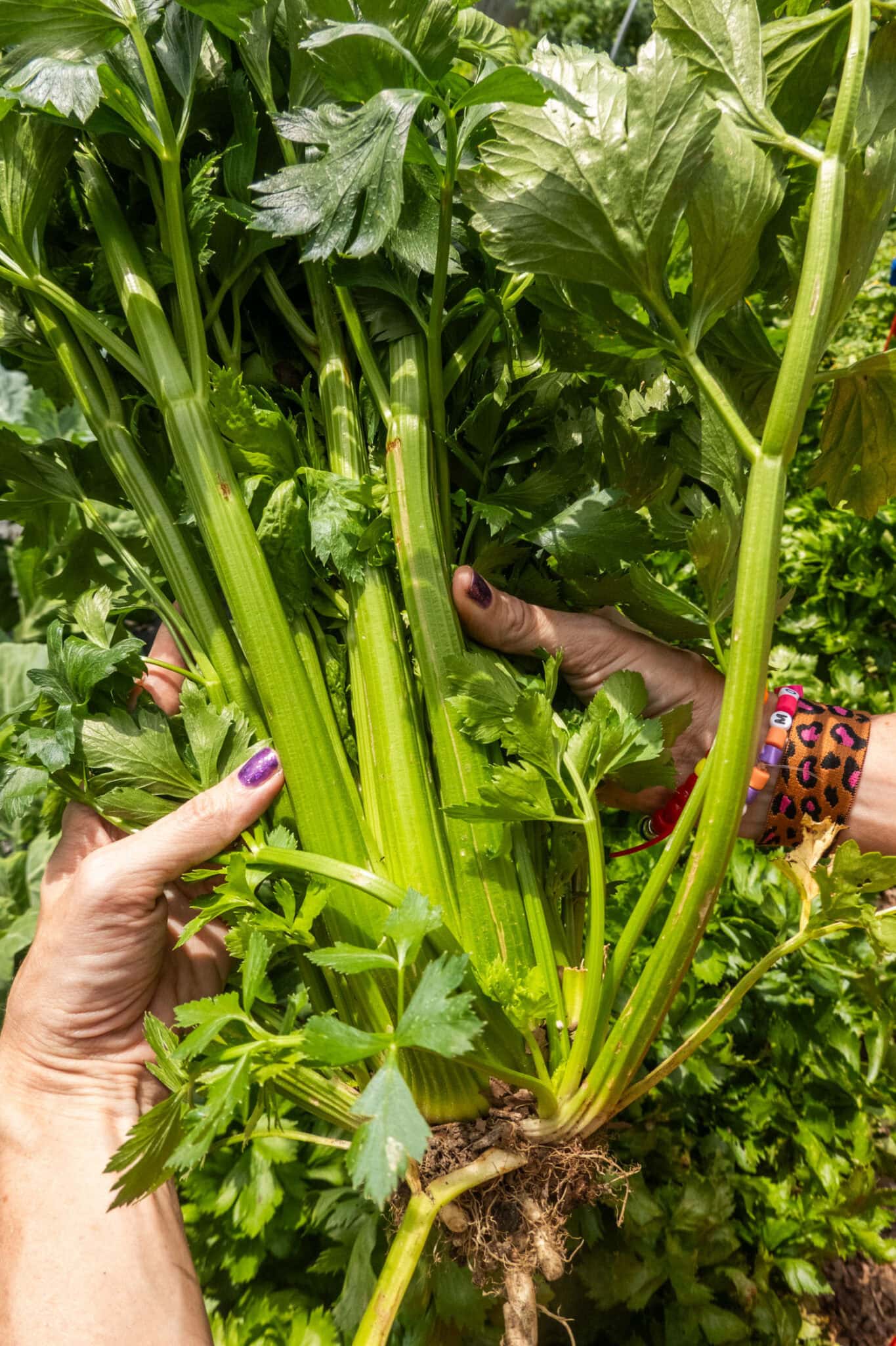 Everything You Need to Know About Growing Celery - Brooklyn Farm Girl