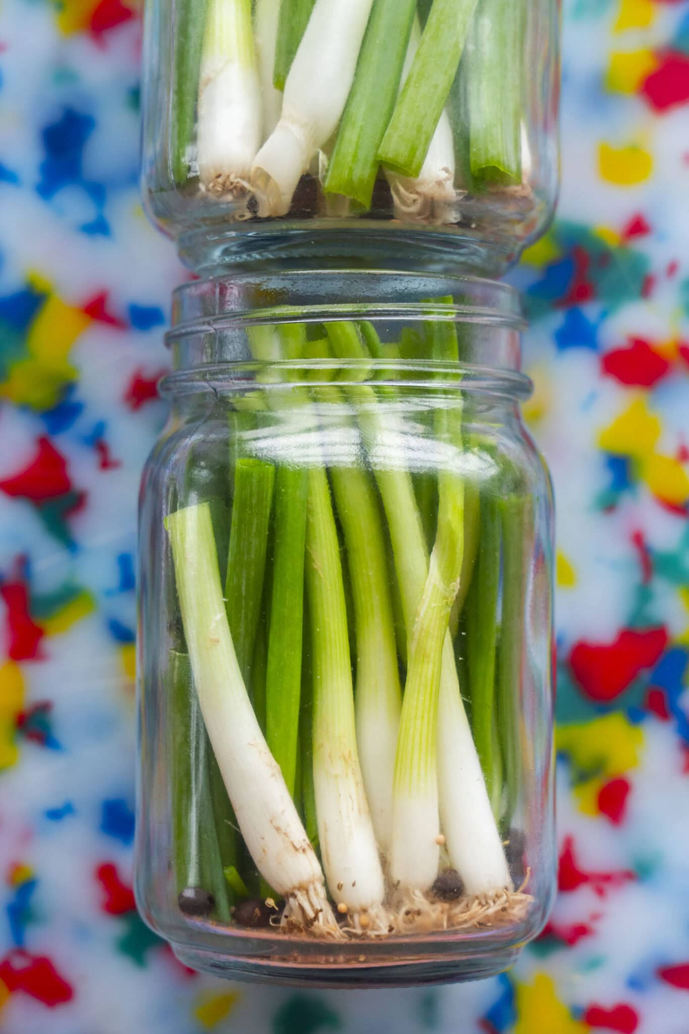 Canning Pickled Green Onions - Brooklyn Farm Girl